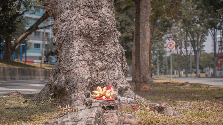 Singaporeans Have Been Praying to Trees For Over 200 Years. Here’s Why