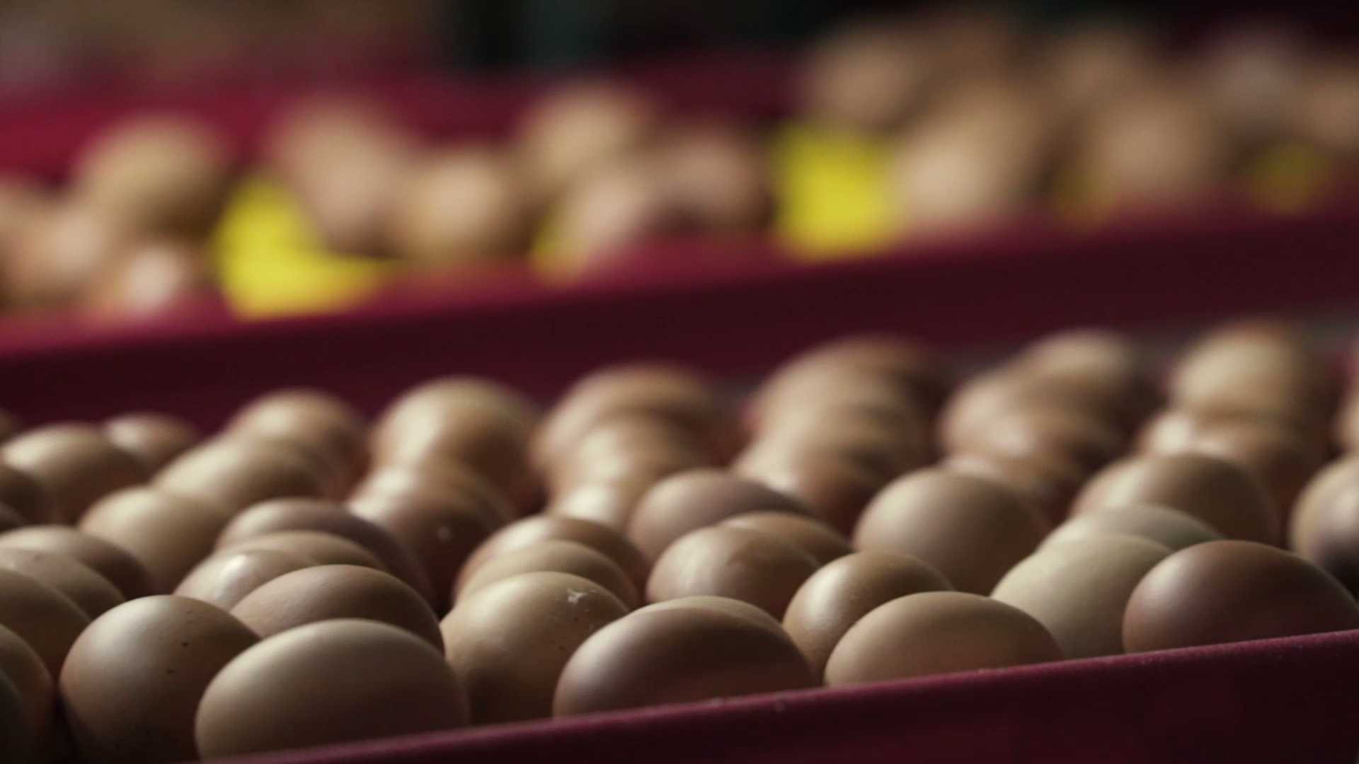 RICE Presents: An Easter Egg-gasm