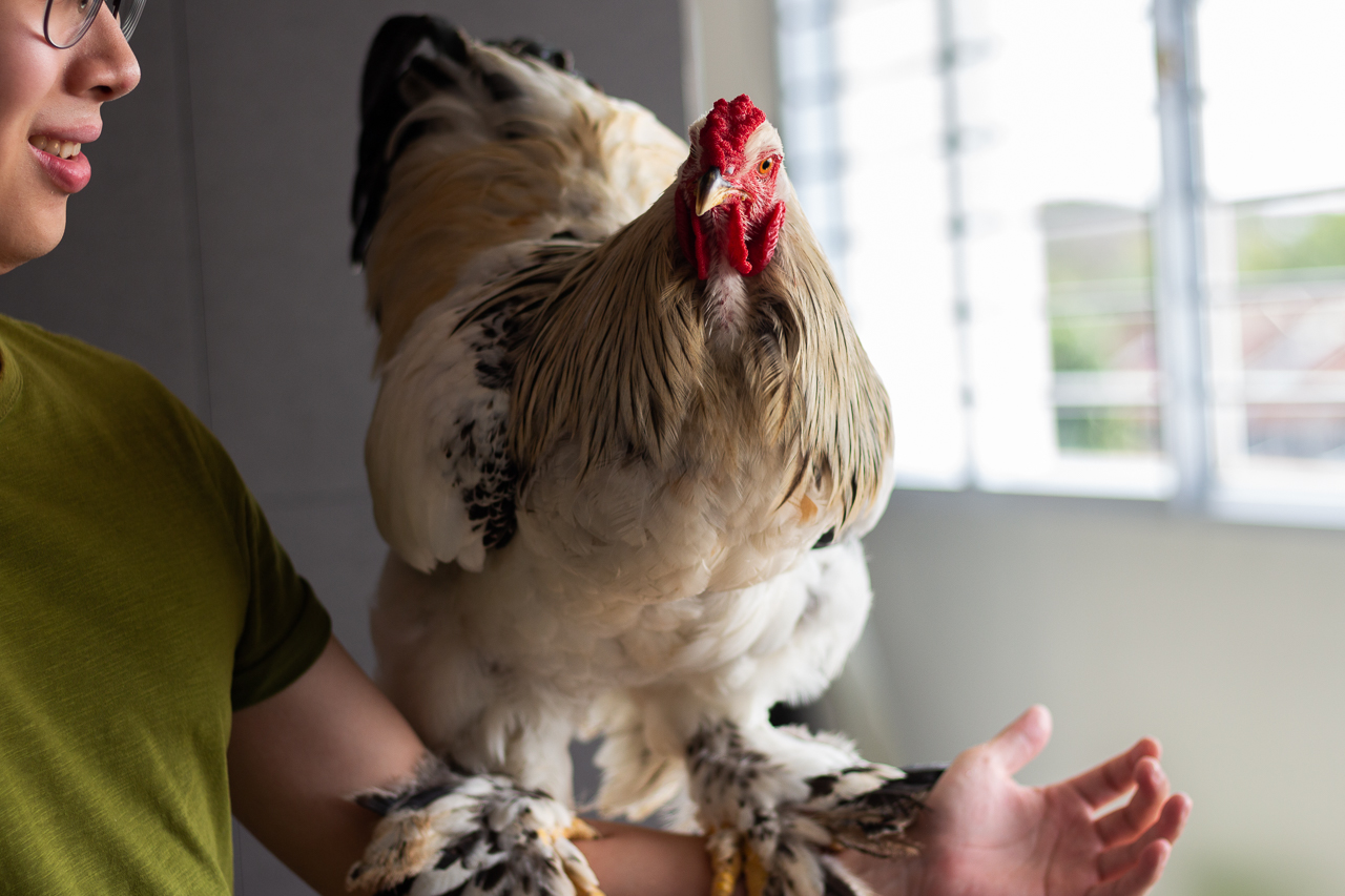 Chickens Are The Best Pets. Yes, Even in HDBs