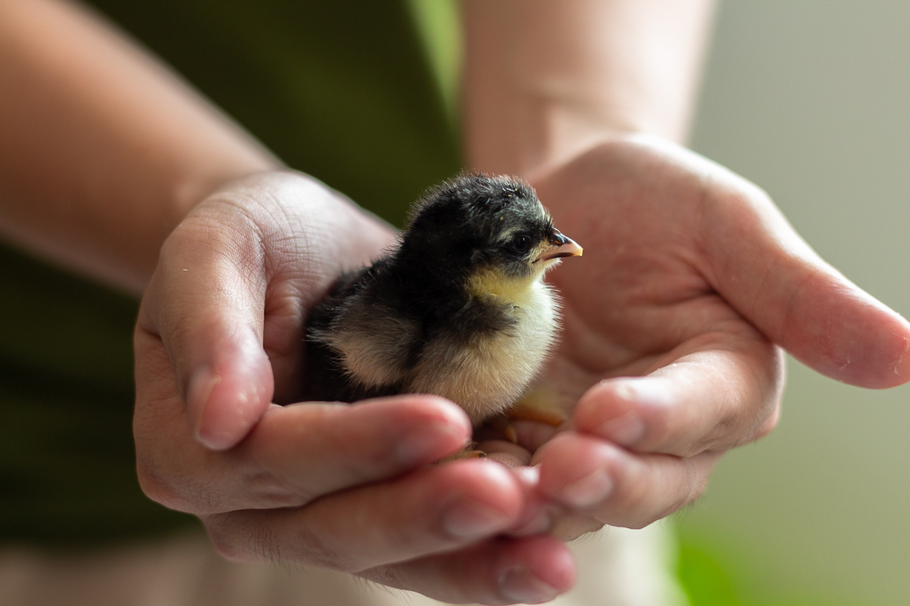 Chickens Are The Best Pets. Yes, Even in HDBs