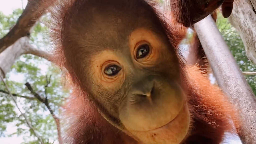 Where The Wild Ones Are: Protecting the Great Primates of Singapore