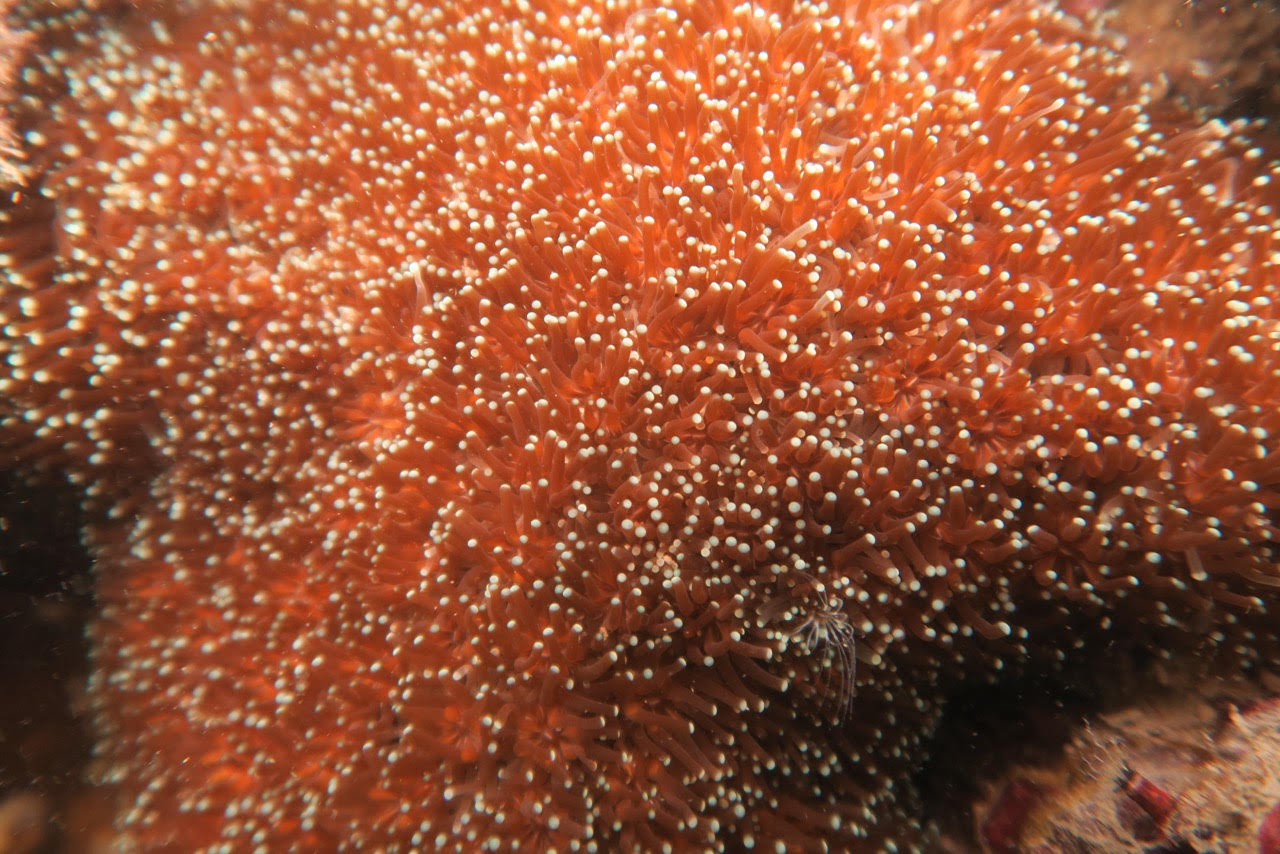 The Sultan and His Sisters: How 2,300 Corals Travelled to Sisters ...