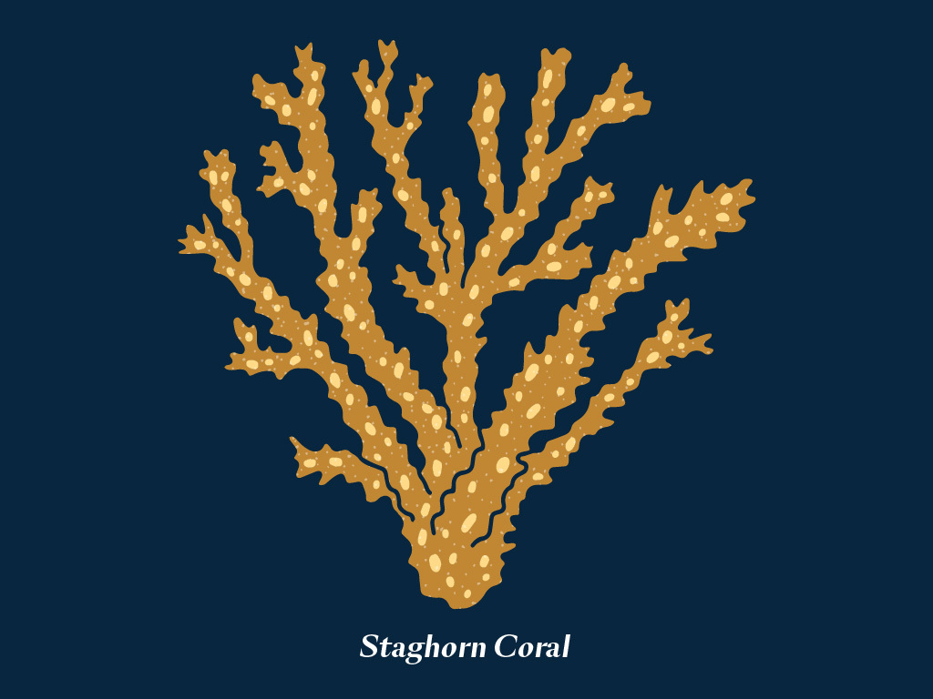 The Sultan and His Sisters: How 2,300 Corals Travelled to Sisters ...