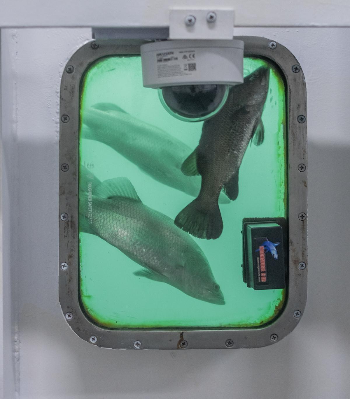 I, A Millennial Singaporean, Became a Fish Farmer For a Week