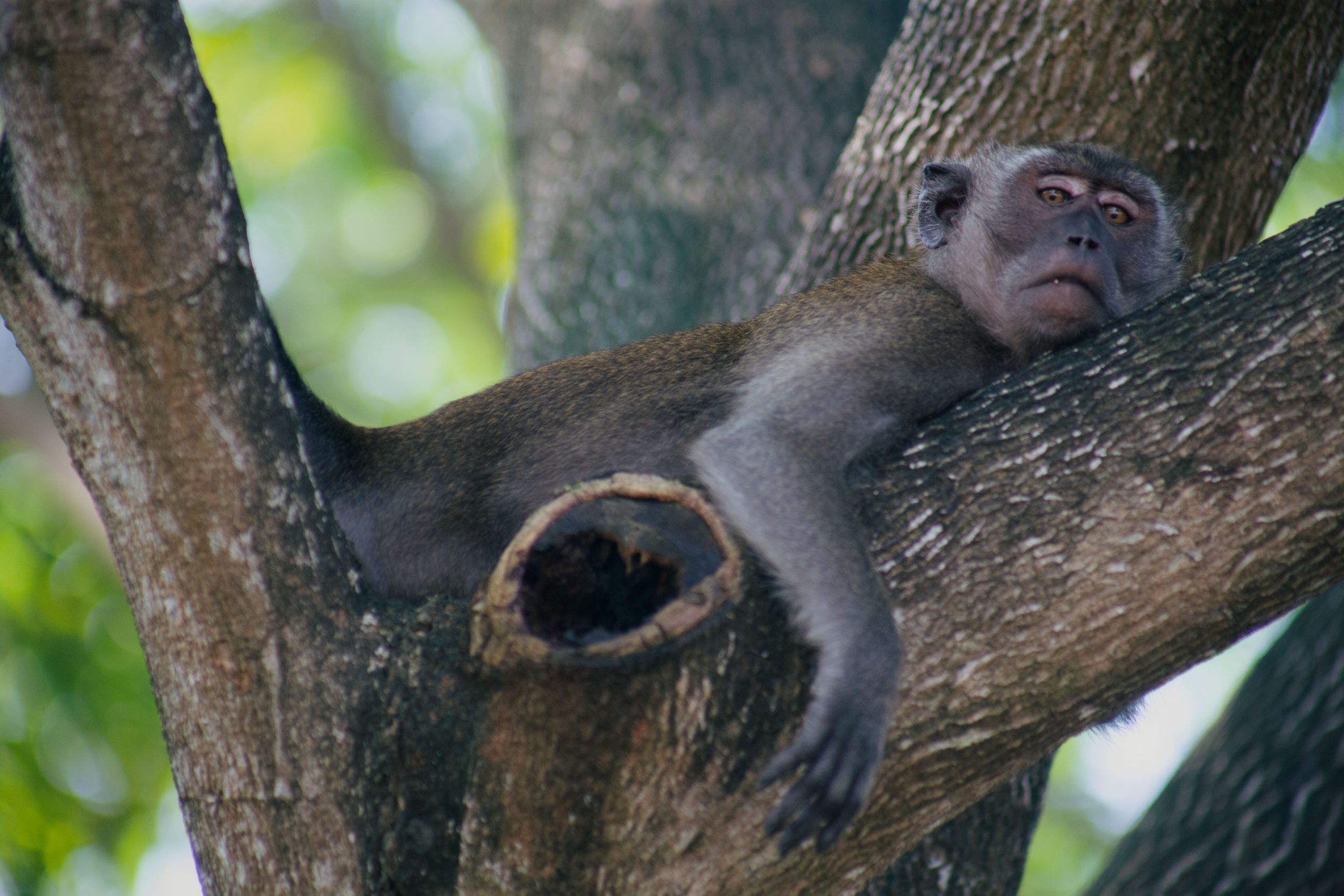 Sengkang in Pictures: The Secret Life of the North East