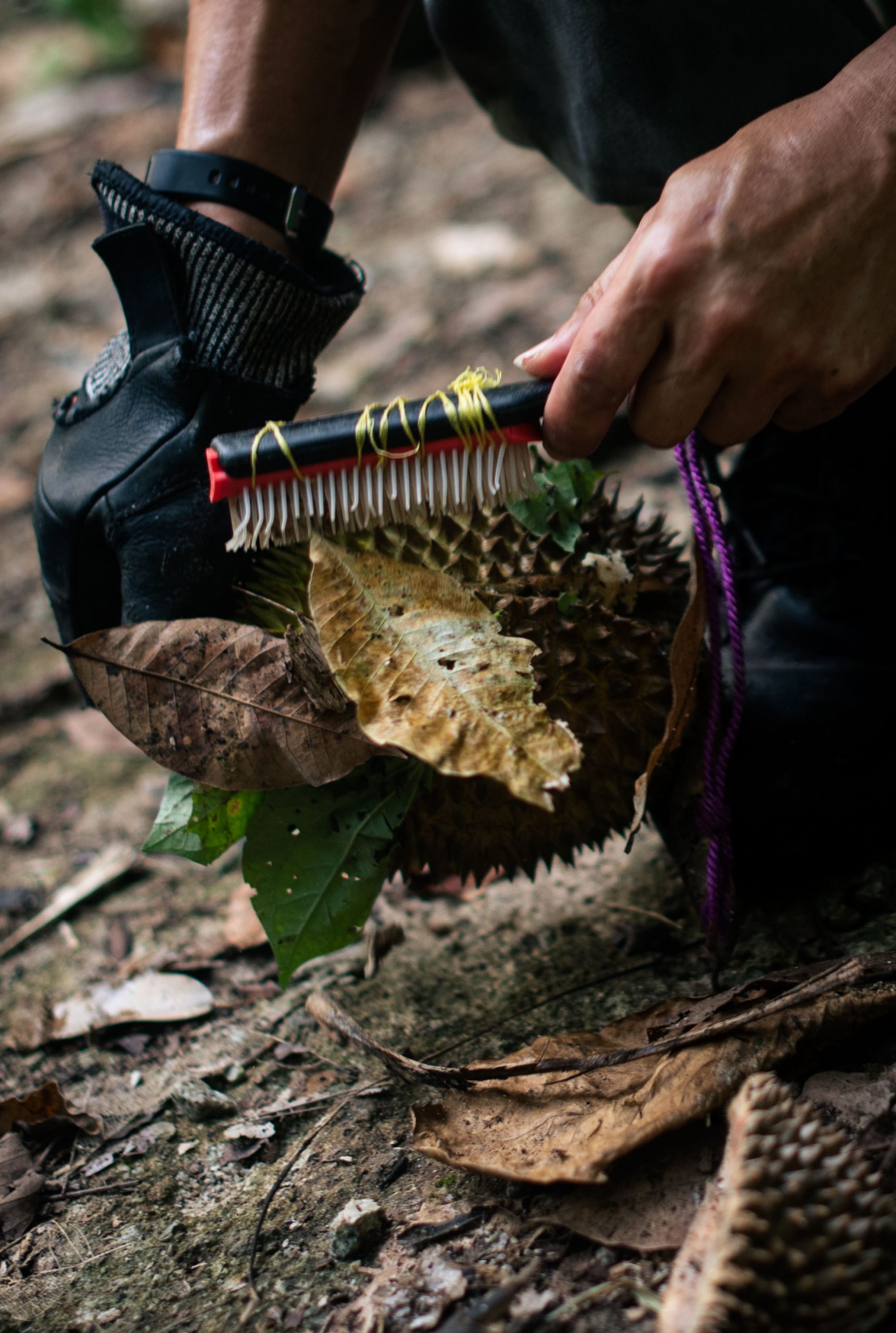 Off The Beaten Track: A Morning In The Woods With A Durian Picker