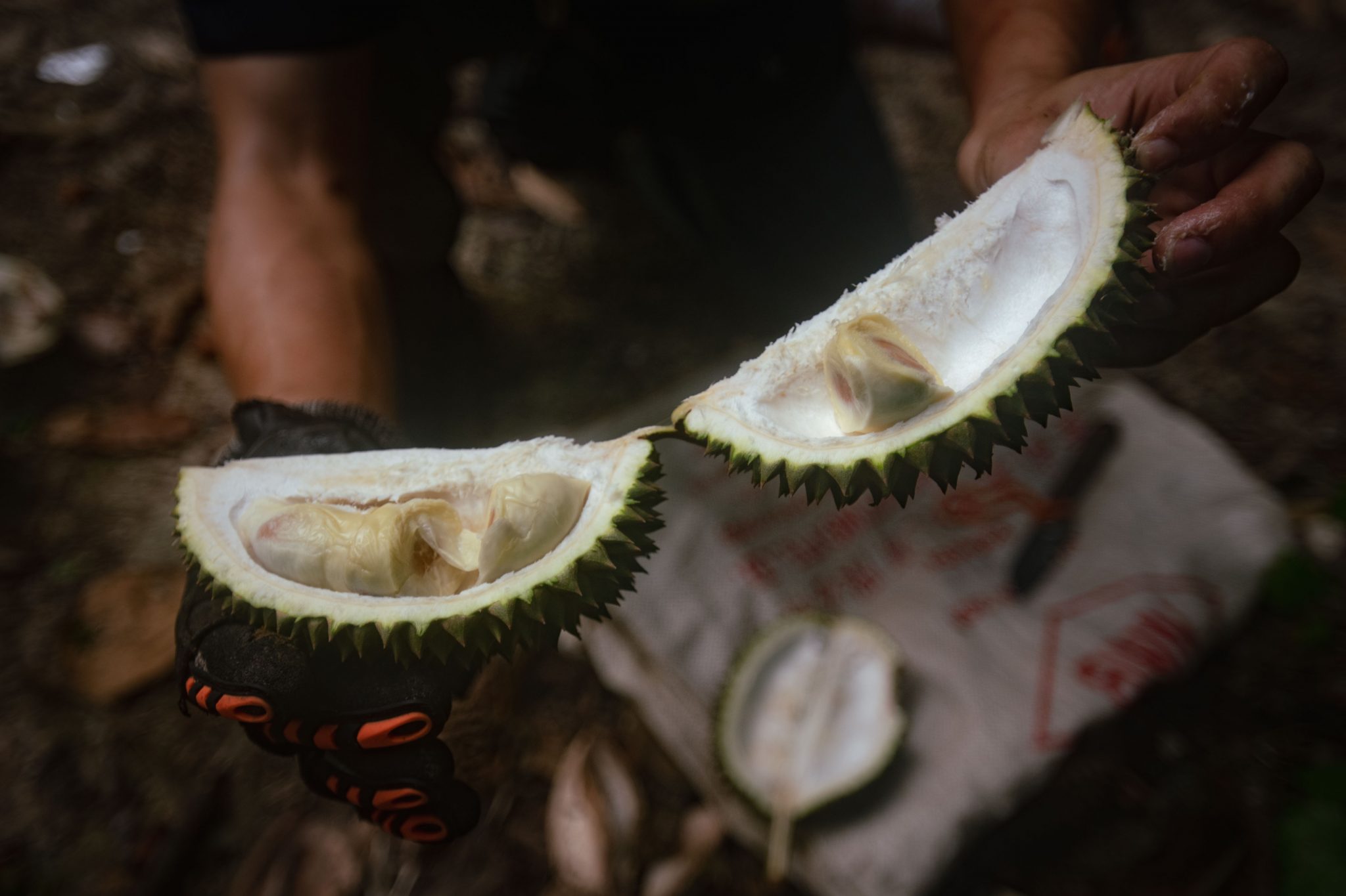 Off The Beaten Track: A Morning In The Woods With A Durian Picker