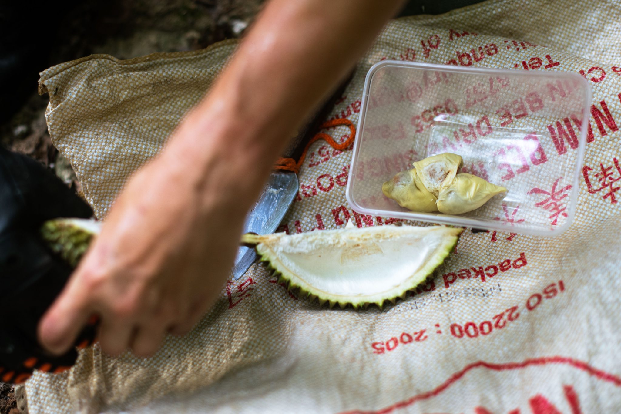 Off The Beaten Track: A Morning In The Woods With A Durian Picker