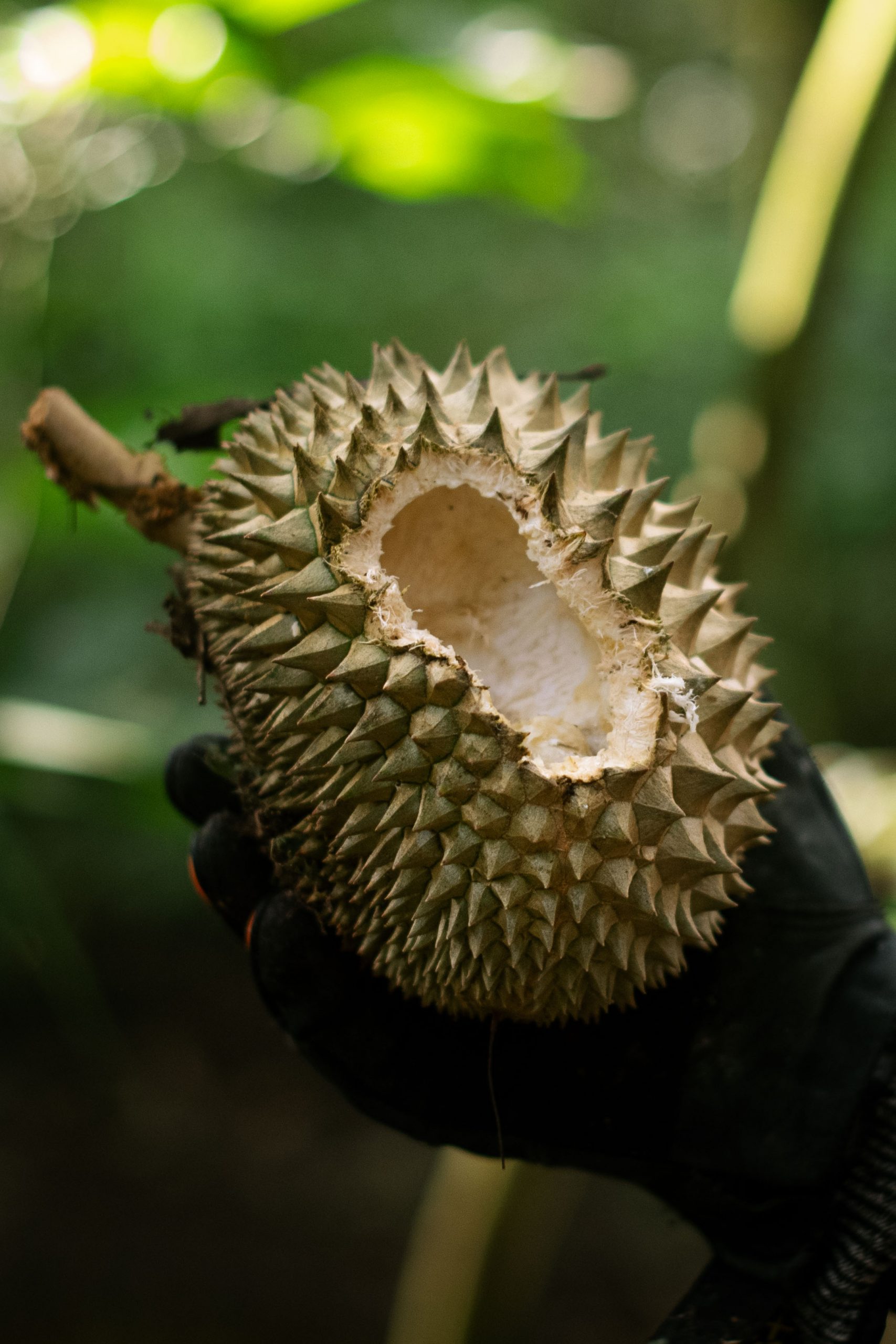 Off The Beaten Track: A Morning In The Woods With A Durian Picker