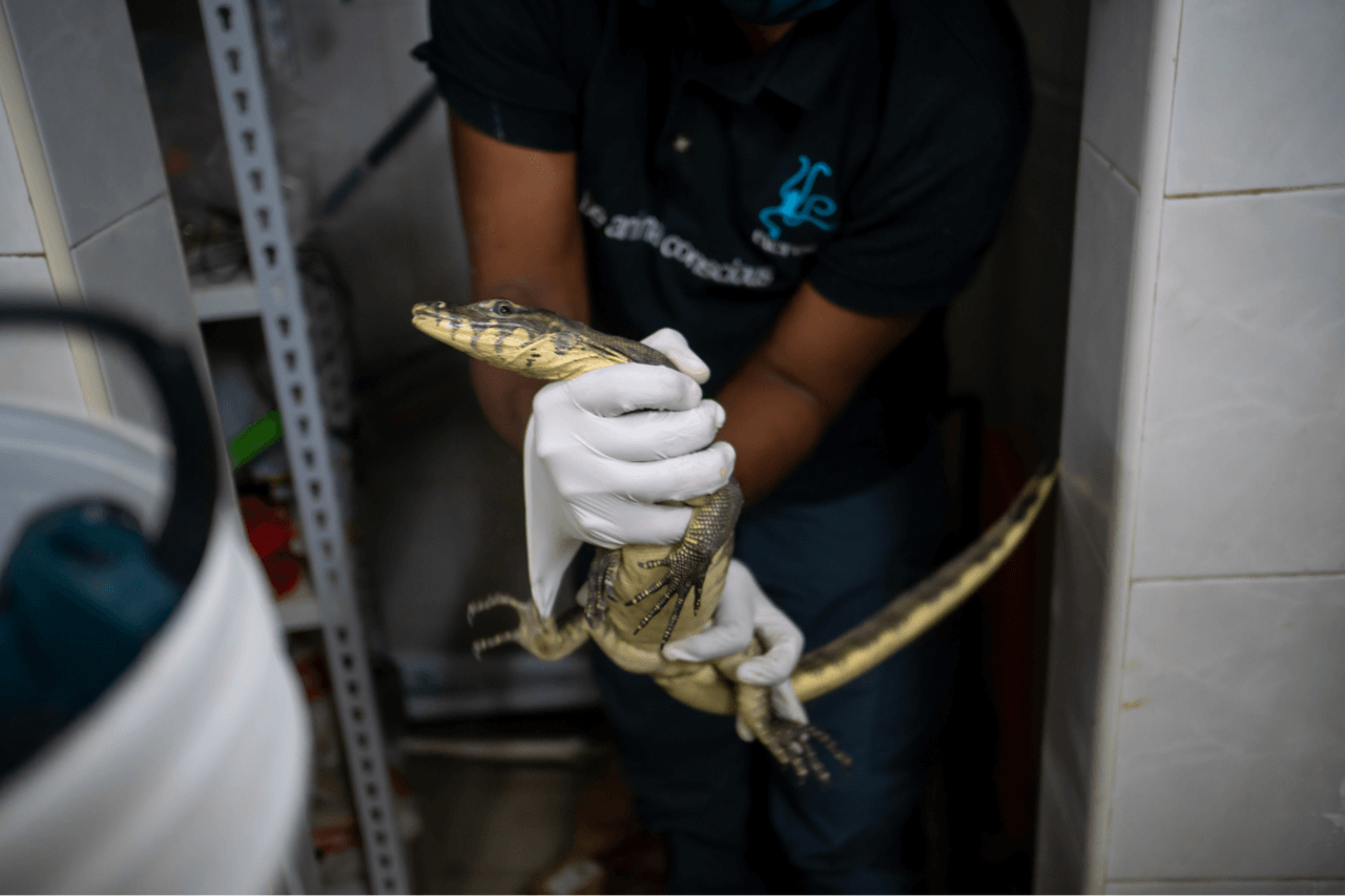 Where The Wild Things Are: On The Road With ACRES’ Wildlife Rescue Team ...