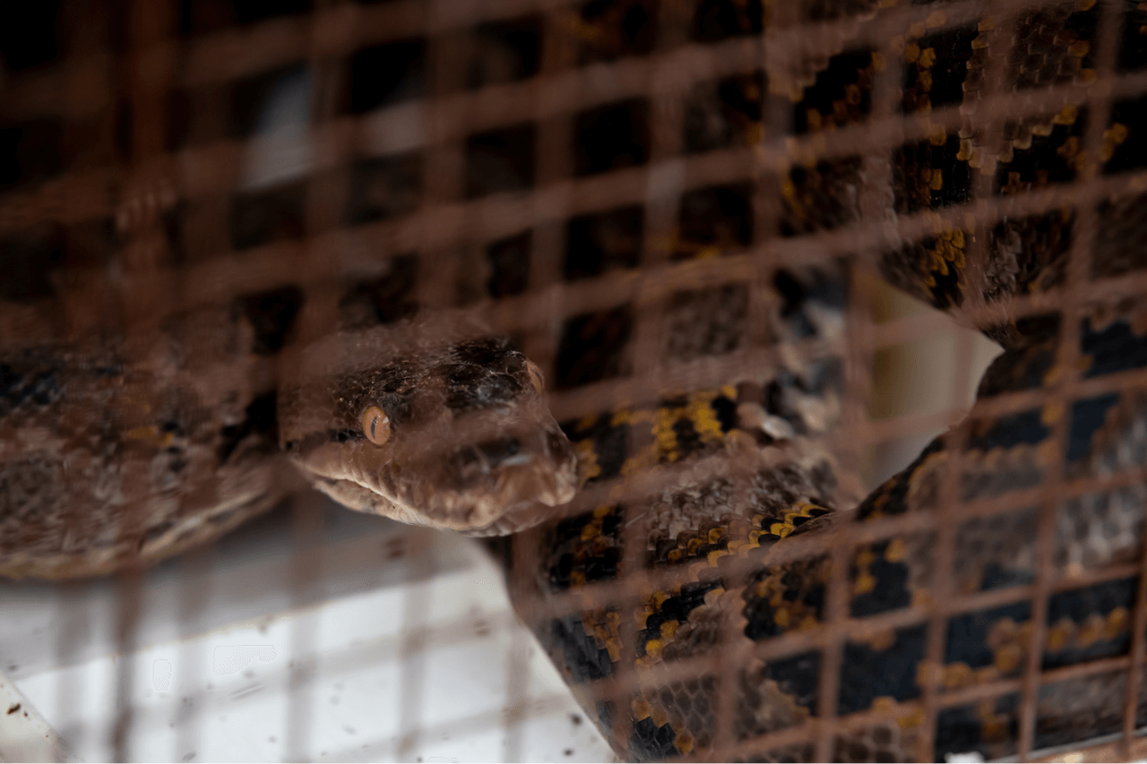 Where The Wild Things Are: On The Road With ACRES’ Wildlife Rescue Team ...