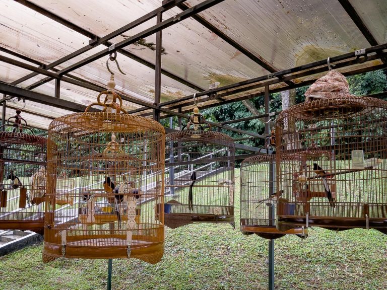 Here’s Why the Caged Songbird Sings — A Cultural Tradition at Odds With ...