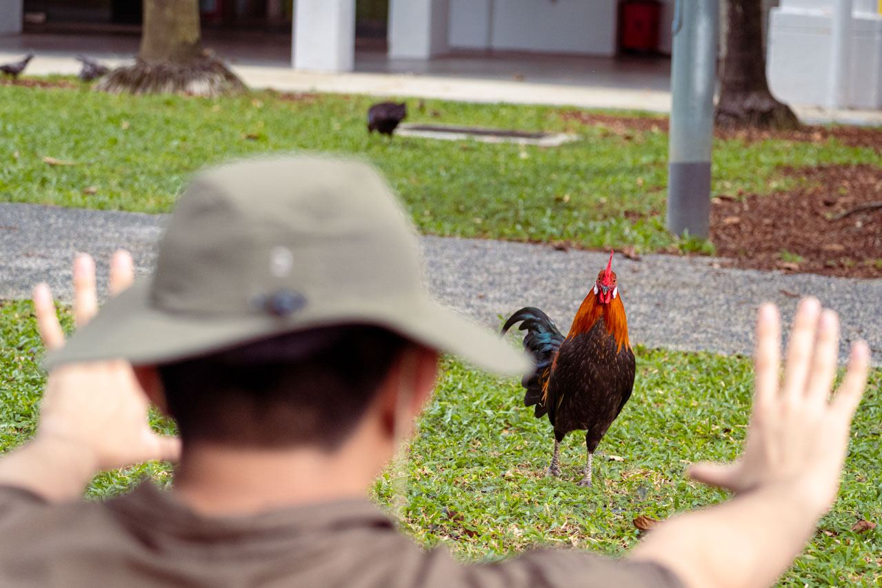 Why Did the Junglefowl Cross the Road to Everton Park?