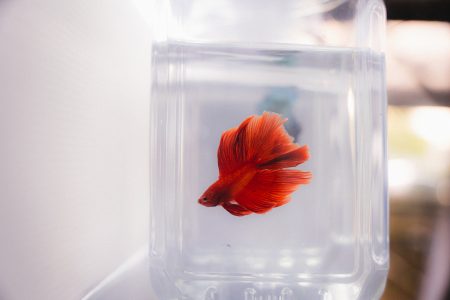 Finding Community and Love in a Betta (Fish) Place