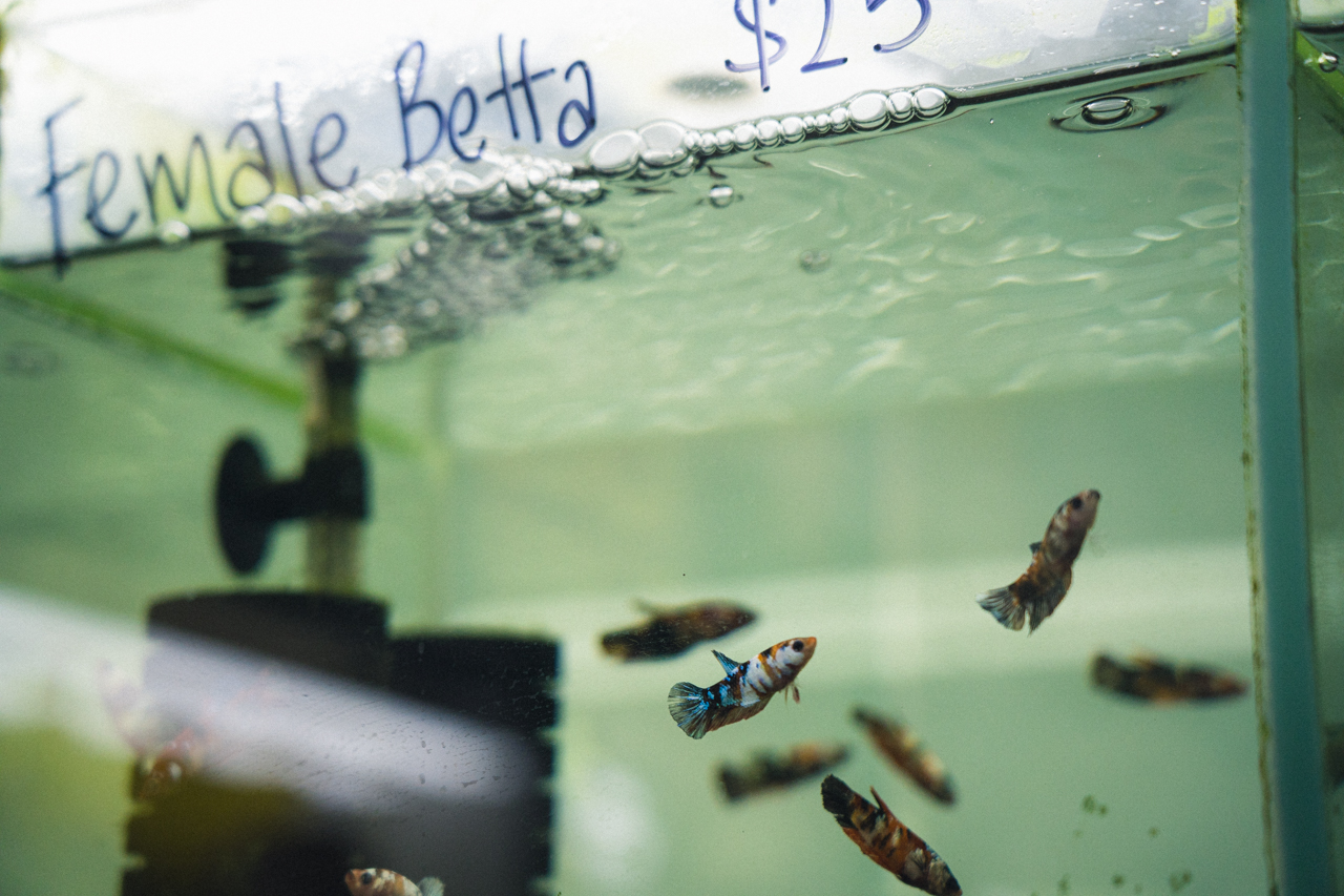 Finding Community and Love in a Betta (Fish) Place