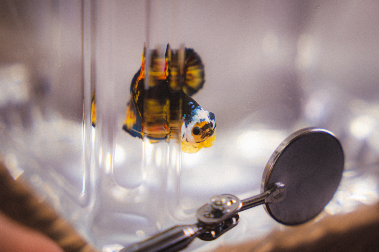 Finding Community and Love in a Betta (Fish) Place