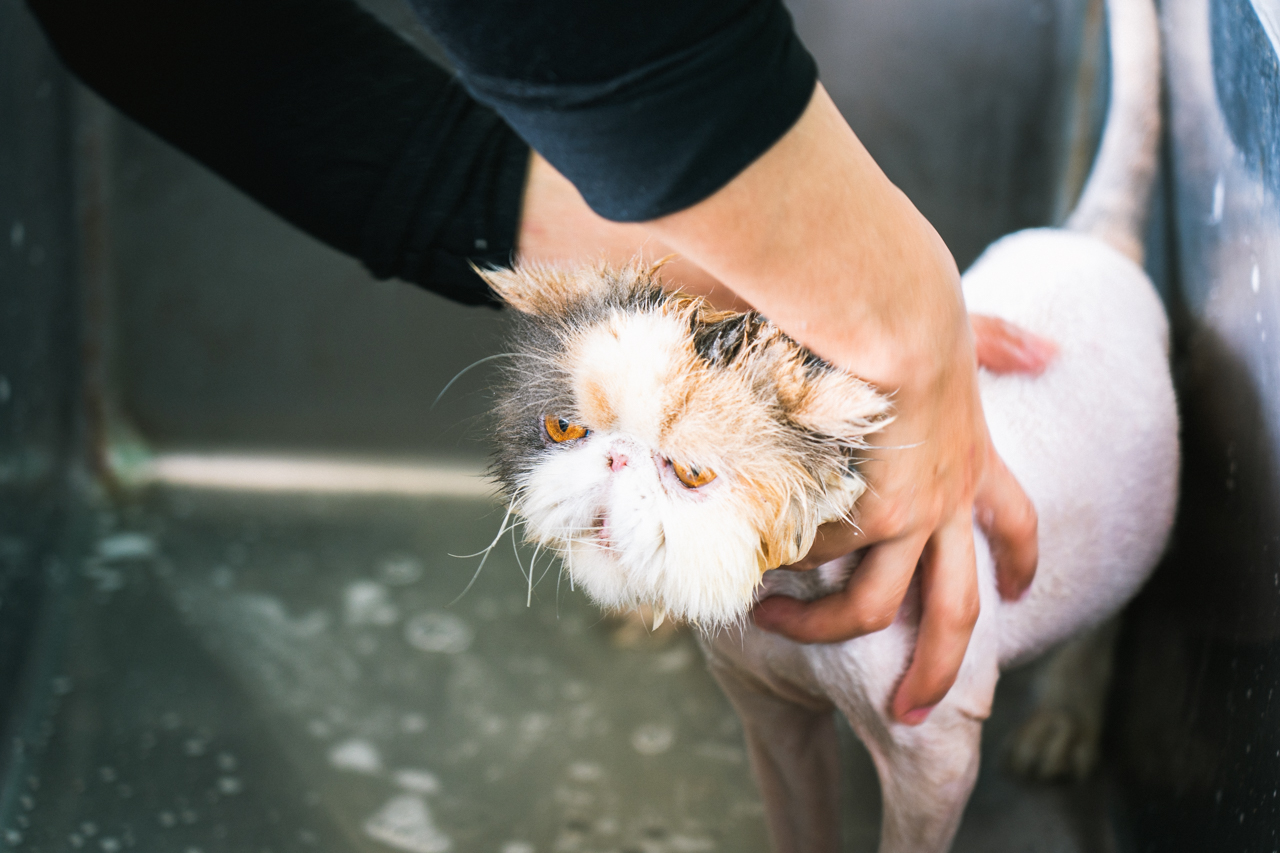 As Eviction Nears, Lim Chu Kang Animal Shelters Don't Know Where To Go
