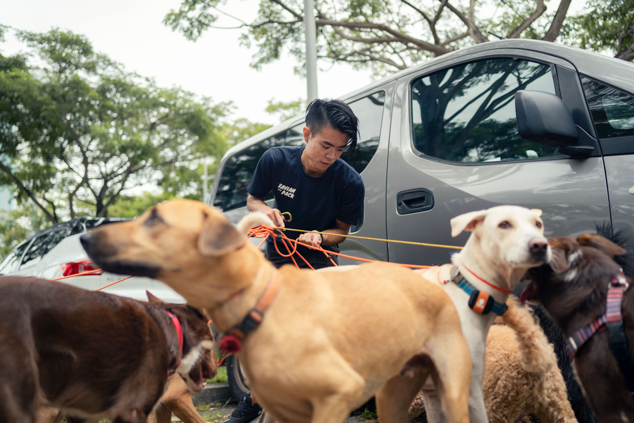 The 21-Year-Old Who Ditched a Vet Degree to Be a Professional Dog Walker