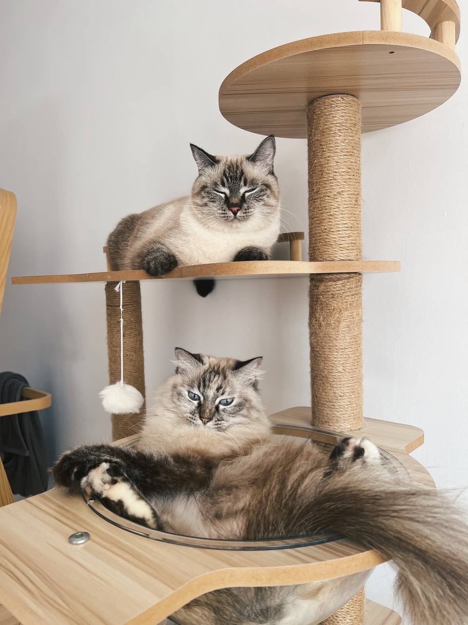 Why Do Singaporeans Name Their Pets After Food?